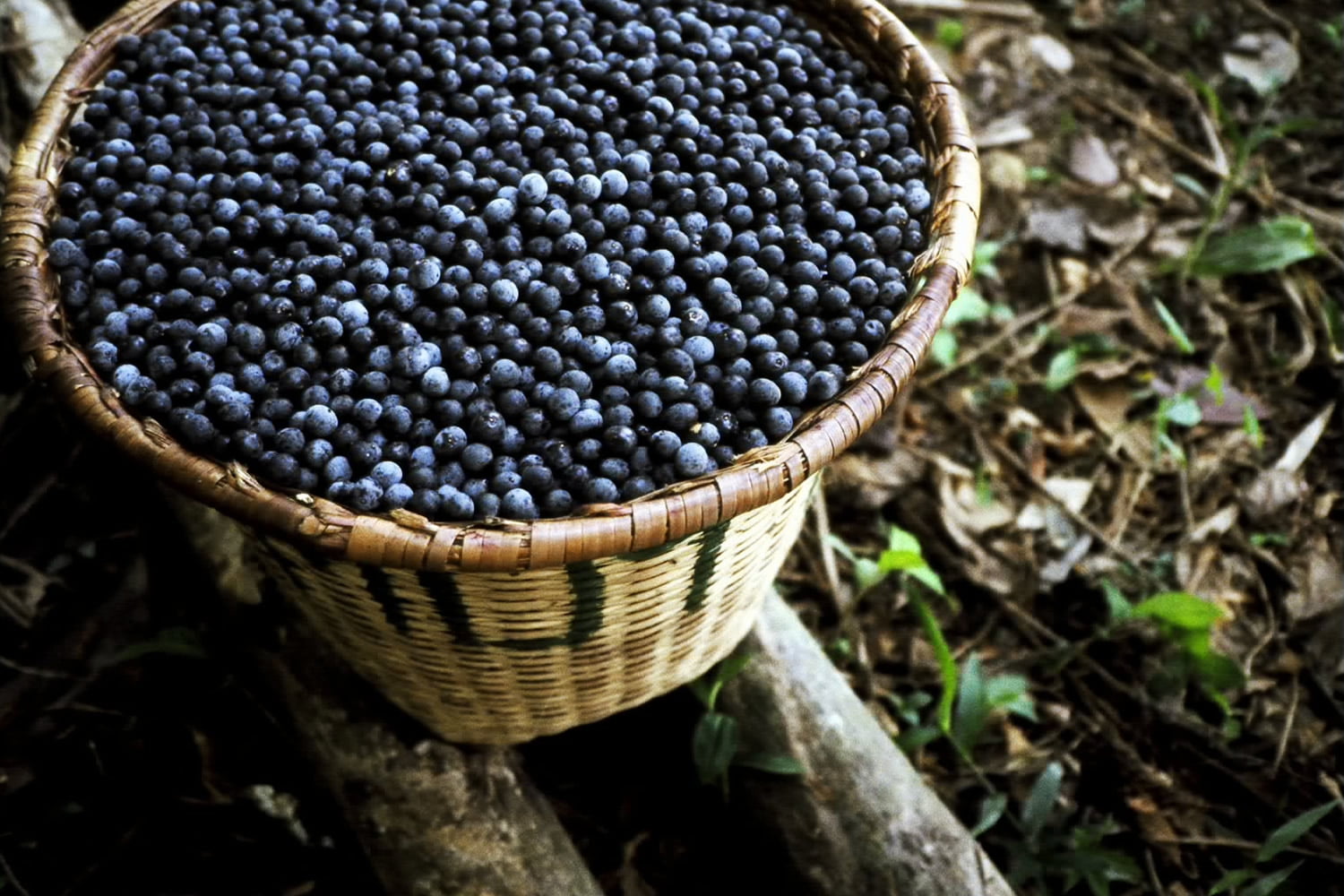 Açaí | Açaí Brasília I Natural Brasil